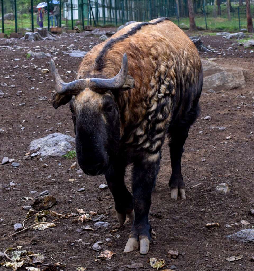 Takin | Bhutan's Unique National Animal