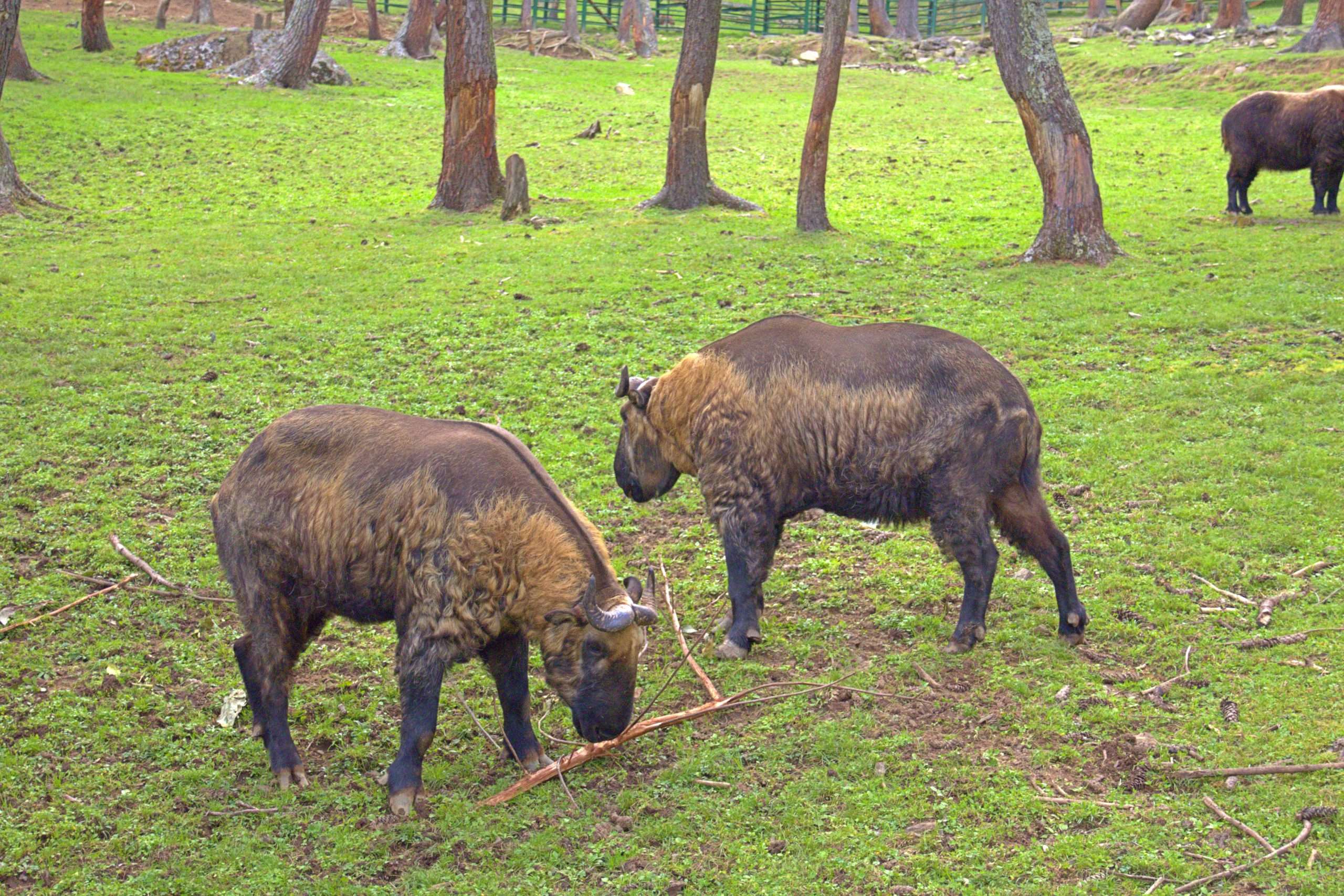 Takin - The National Animal of Bhutan | Bhutan's Unique Wildlife