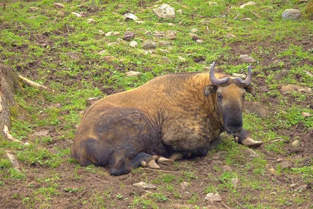 Takin: Bhutan’s National Animal – A Mythical Himalayan Creature